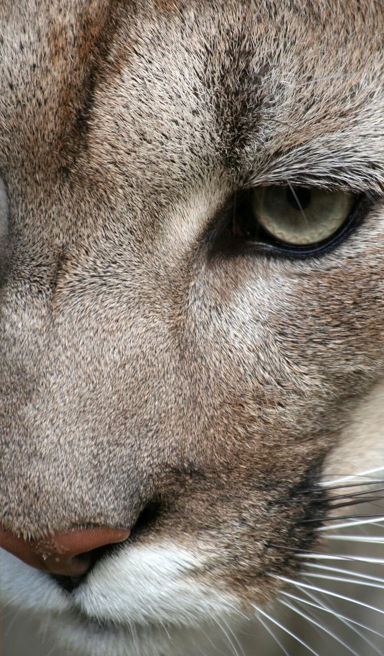 1,394 Puma Head Stock Photos - Free & Royalty-Free Stock Photos from ...