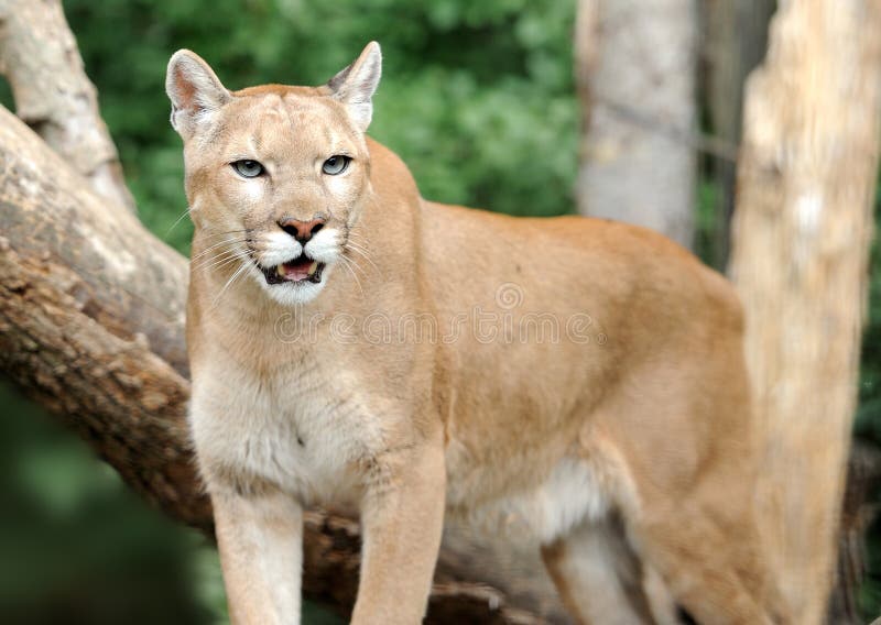 Puma stockbild. Bild von pumas, nave, montana, wald, gehen - 33735509