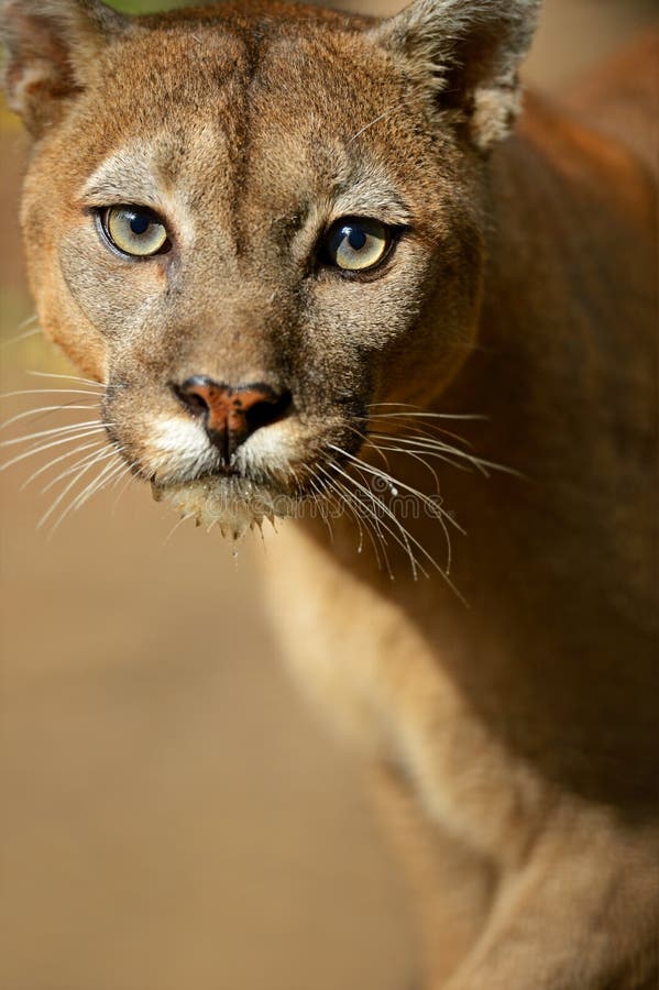 Puma zdjęcie stock. Obraz złożonej z drzewa, tematy, flory - 33961292