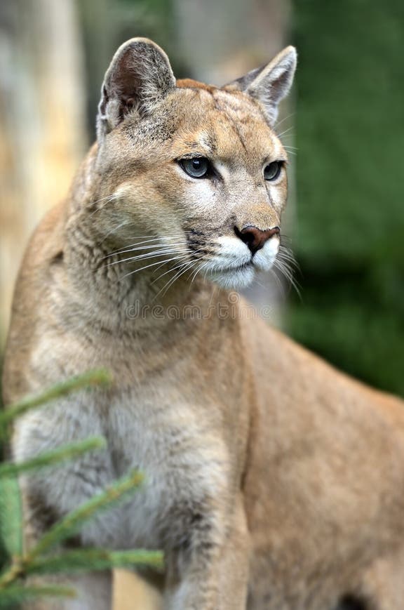 Puma stock image. Image of family, flora, predators, wildlife - 34650125