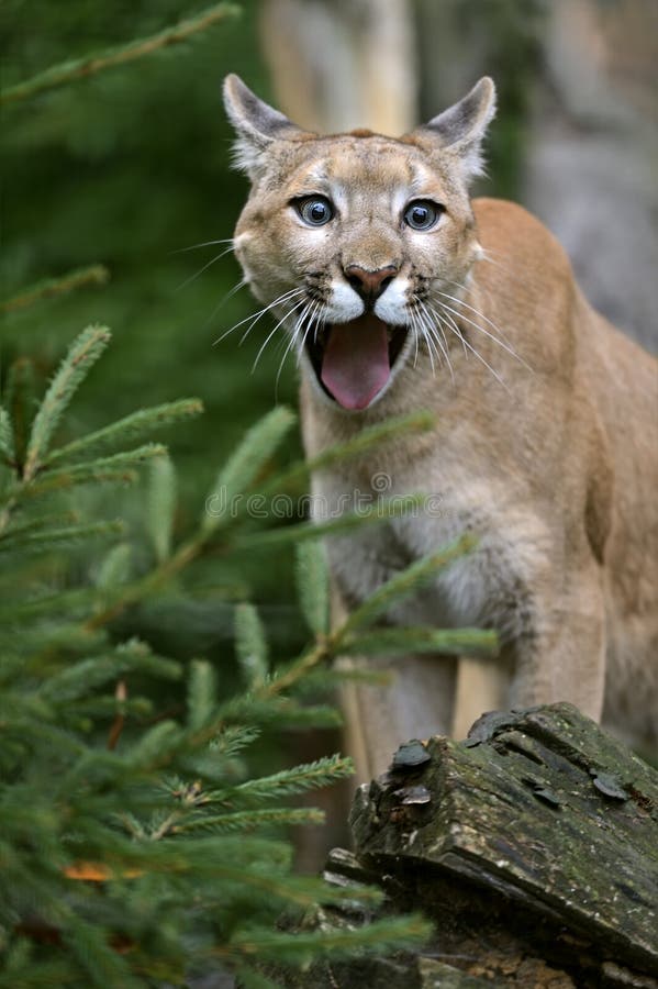Puma foto de archivo. Imagen de salvaje, temas, gato - 35623514