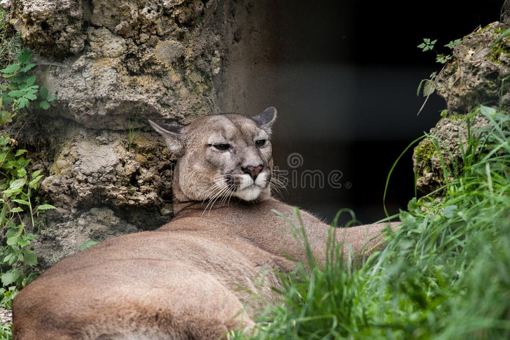 Puma foto de archivo. Imagen de pumas, salvaje, grande - 38892036