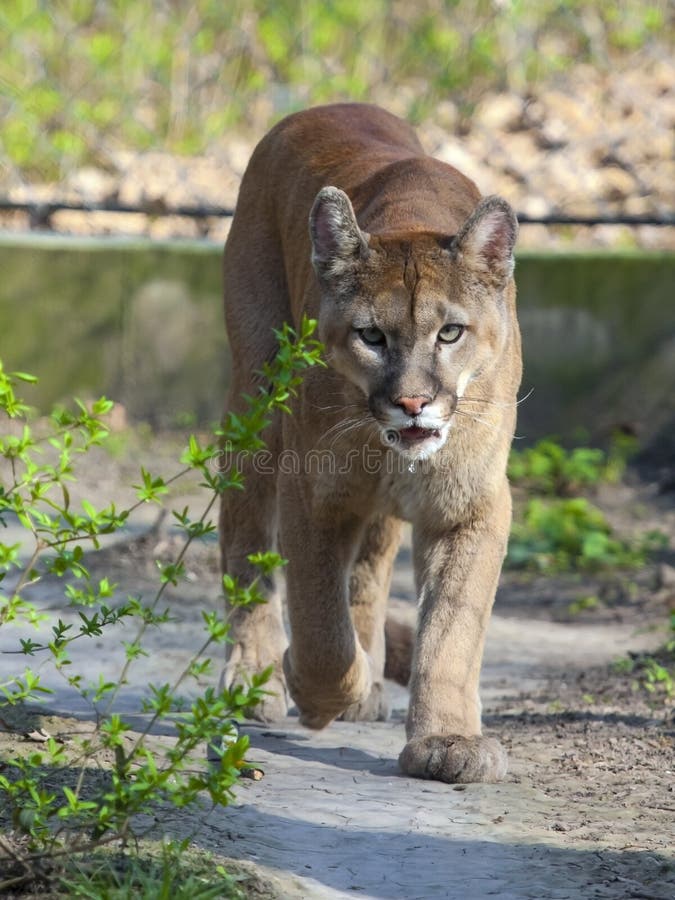 Puma foto de archivo. Imagen de despredador, bosque, americano - 39368986