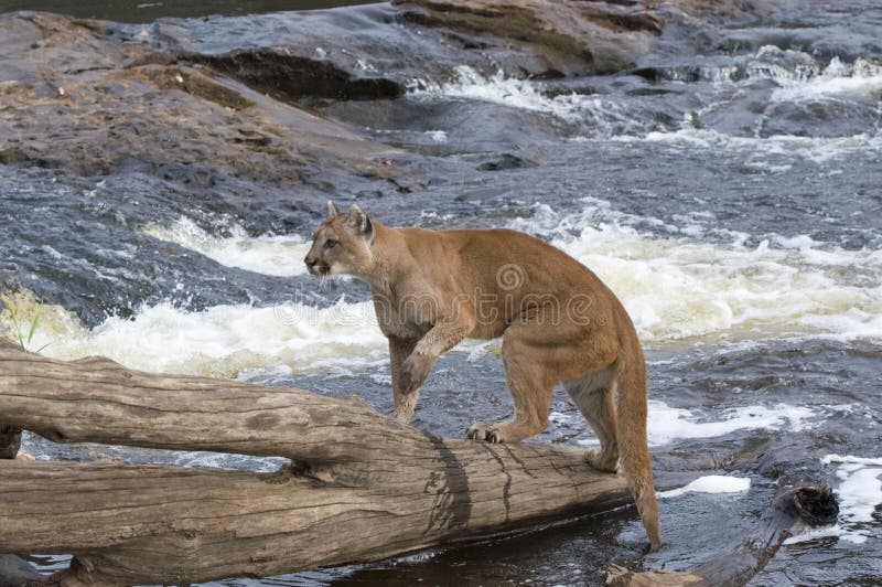 Puma imagen de archivo. Imagen de puma, salvaje, exterior - 5565657