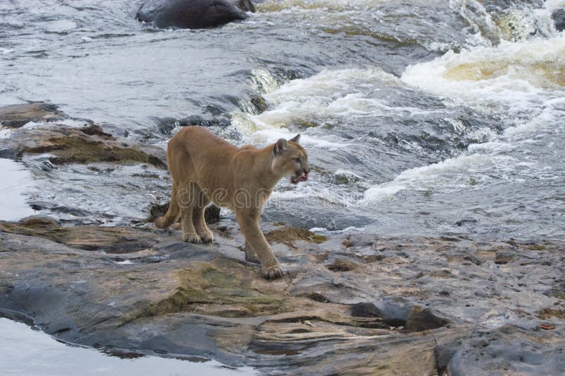 Rugido del puma imagen de archivo. Imagen de recorrido - 47832887