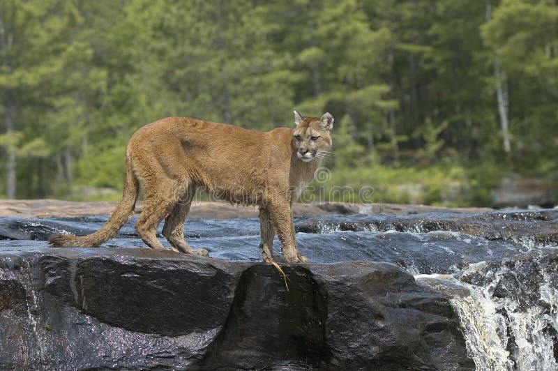 Puma foto de archivo. Imagen de gato, animal, salvaje - 5825652