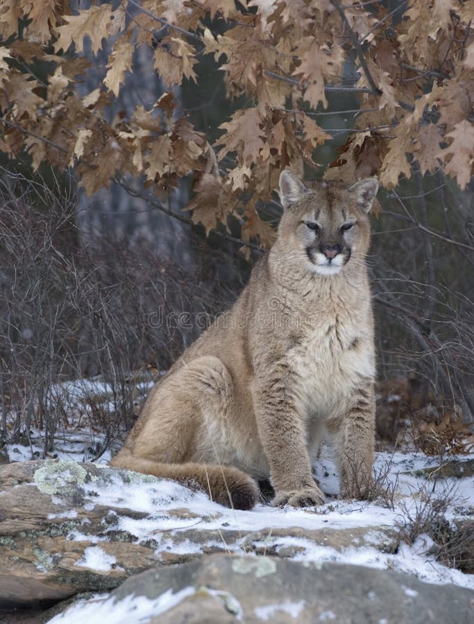 Puma im Wintermantel stockbild. Bild von tier, berg, schnee - 7588937