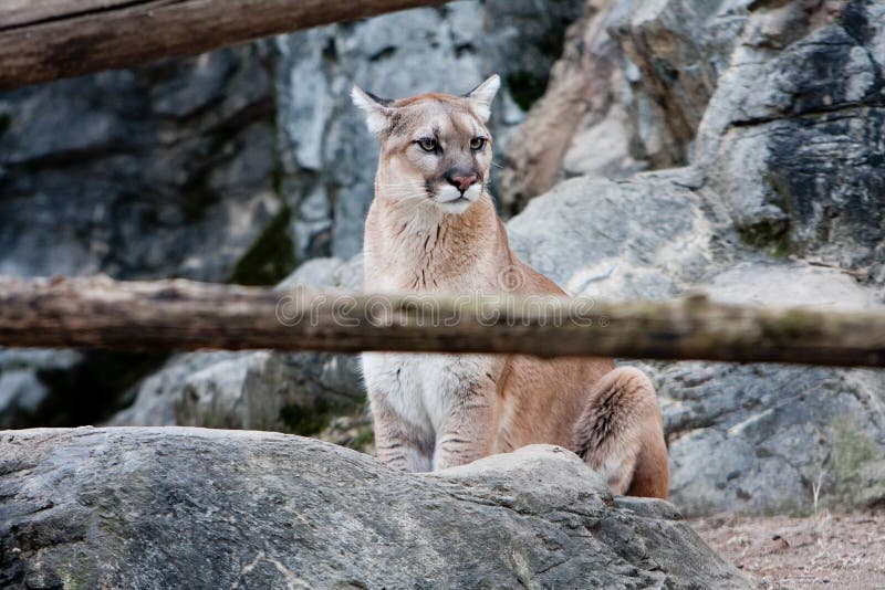 Puma Sitting on Rocks stock photo. Image of cougar, prowling - 26421050