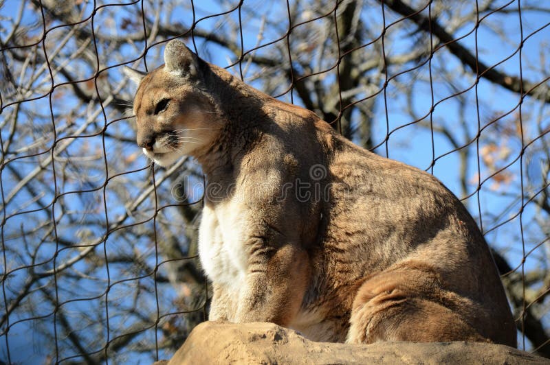 Puma sentado en el bosque imagen de archivo. Imagen de cazador - 187097425