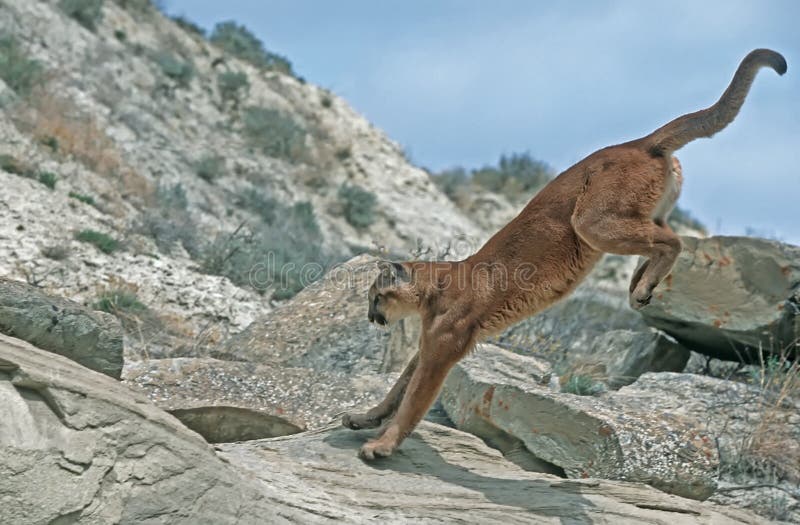 Pumasprung stockbild. Bild von nave, puma, katze, nord - 6388897