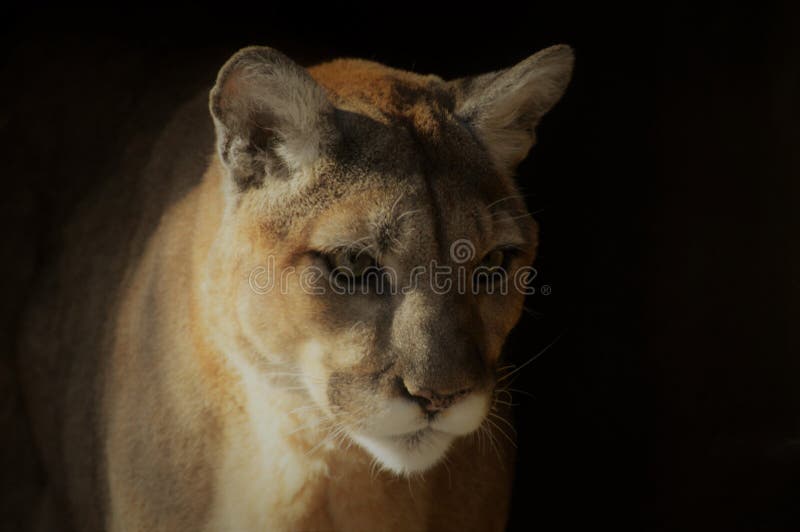 Cara De Un Puma Fotos De Stock - Descarga 413 Fotos Libres de Derechos