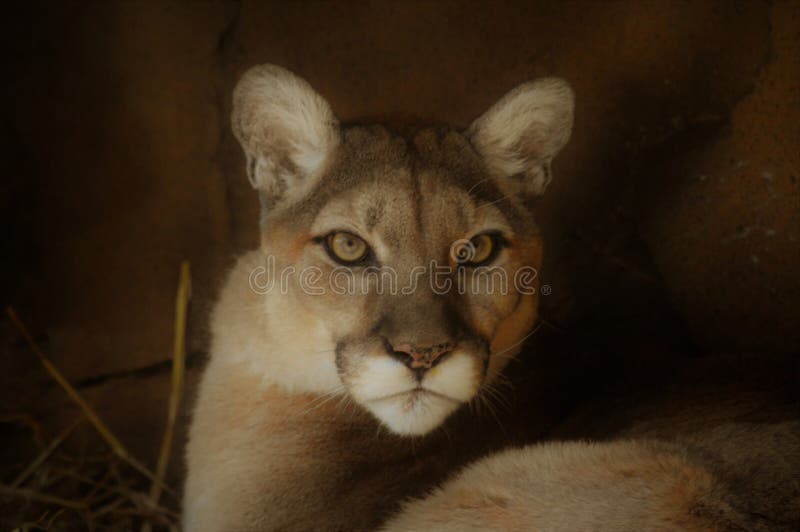 Cara De Un Puma Fotos De Stock - Descarga 413 Fotos Libres de Derechos