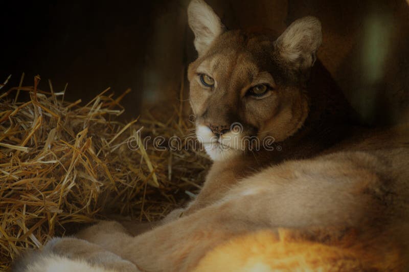 Cara De Un Puma Fotos De Stock - Descarga 413 Fotos Libres de Derechos