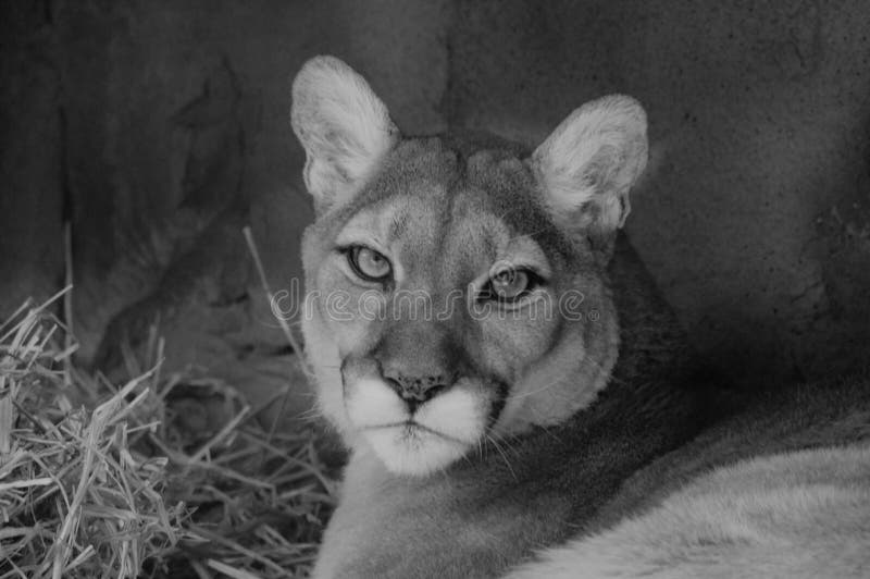 Cara De Un Puma Fotos De Stock - Descarga 413 Fotos Libres de Derechos