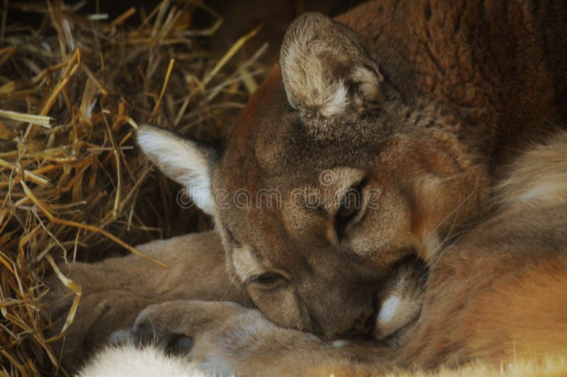 Cara De Un Puma Fotos De Stock - Descarga 413 Fotos Libres de Derechos