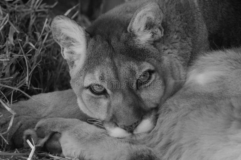 Cara De Un Puma Fotos De Stock - Descarga 413 Fotos Libres de Derechos