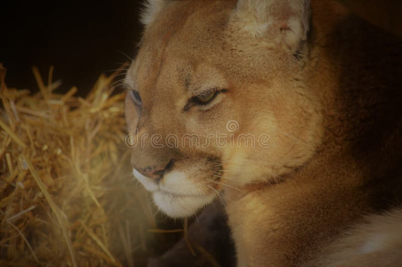 Cara De Un Puma Fotos De Stock - Descarga 413 Fotos Libres de Derechos