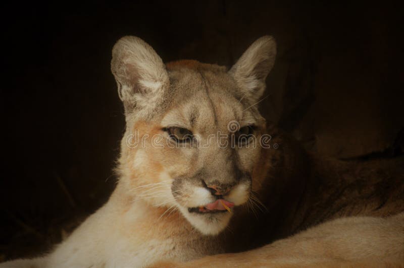 Puma imagen de archivo. Imagen de cubo, detalle, ojos - 89403661