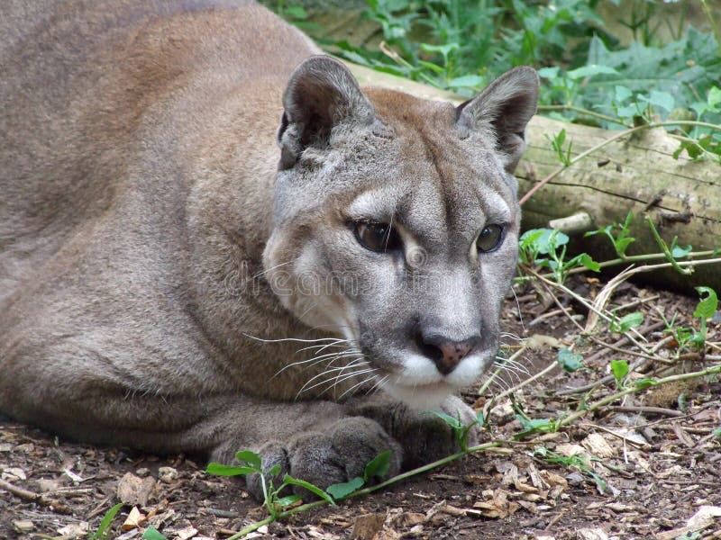 Puma Picture. Image: 8983032