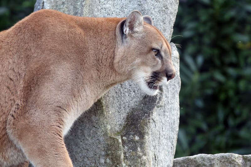 Puma imagen de archivo. Imagen de fauna, cubo, americano - 96390847