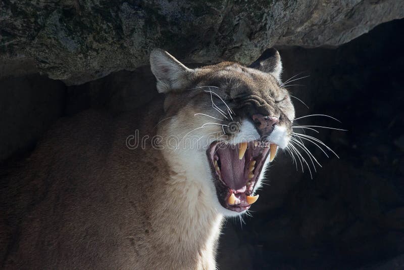 PUMA- Aggression stock image. Image of photographer, cats - 51191511