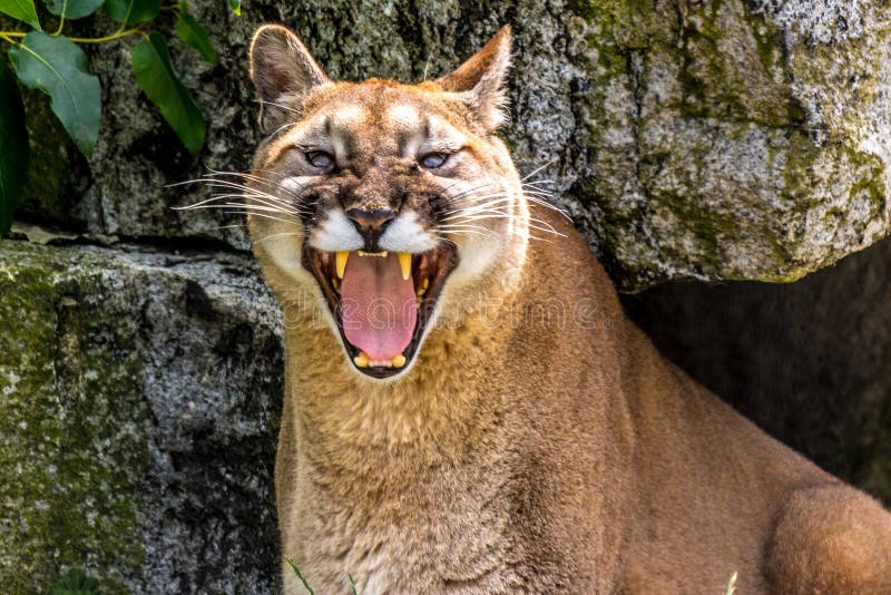 Puma Allo Zoo a Seattle, Washington Immagine Stock - Immagine di ...