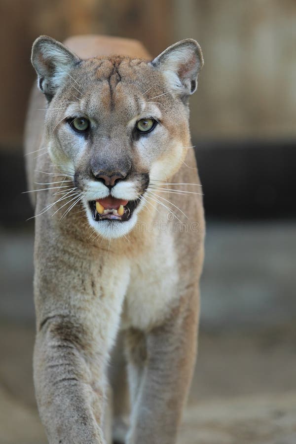 Puma stock image. Image of male, wildlife, cougar, lions - 475213