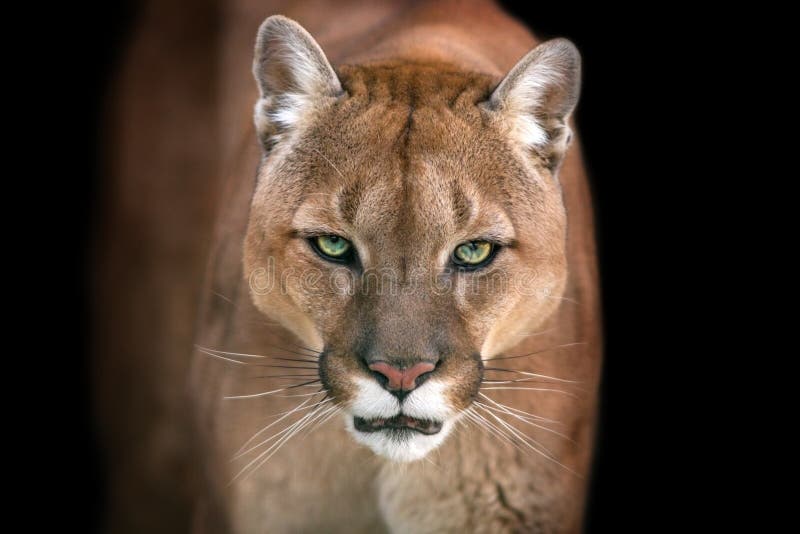Puma auf Schwarzem stockbild. Bild von wild, leben, tiger - 81857731