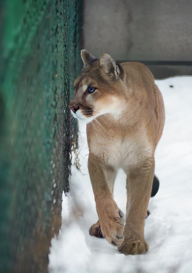 Puma with Blue Eyes at Snow Stock Photo - Image of puma, habitat: 84586204