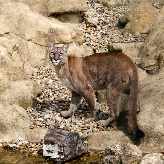 Puma Camouflaged on Rocks Looking Up Stock Image - Image of fierce ...