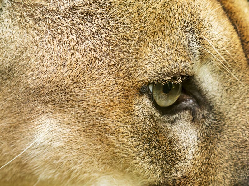 Puma Cat Eye stock image. Image of lion, wildlife, eyes - 119959689