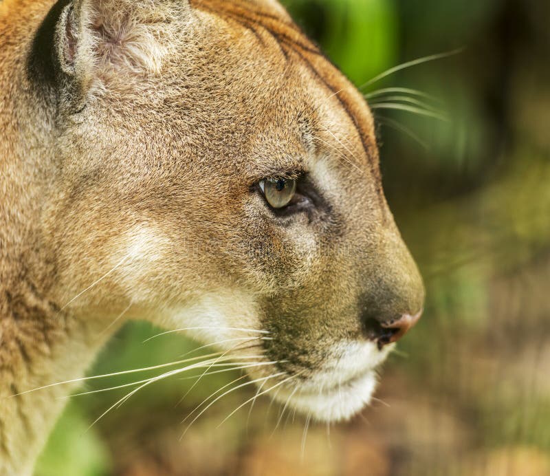 Puma Cat Portrait stock image. Image of america, eyes - 119959853