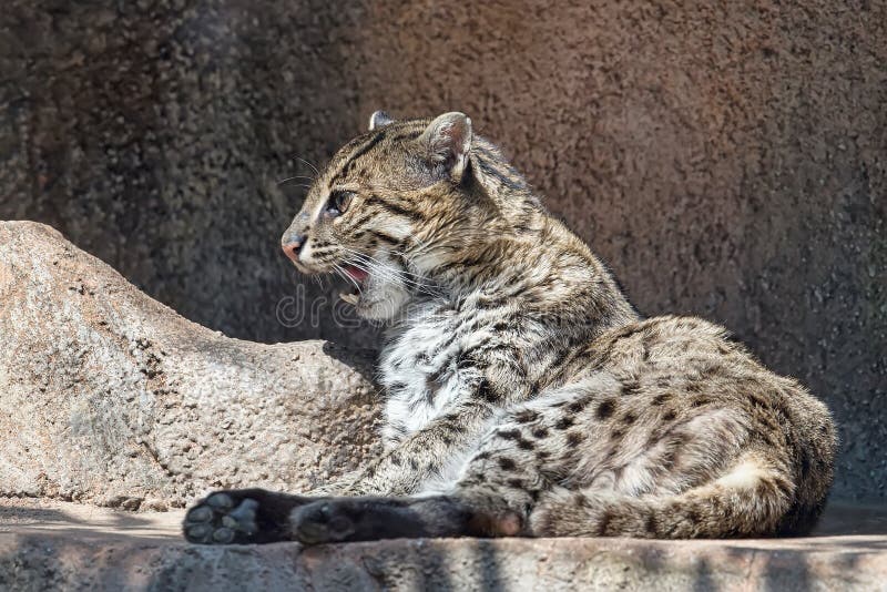 Puma in cave stock photo. Image of young, sitting, cave - 73162278