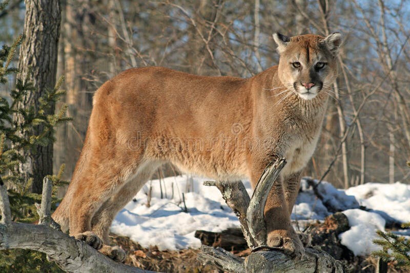 Il Puma Che Sta Sul Bordo Dell'arenaria Rossa Che Guarda Fuori Sopra Il ...
