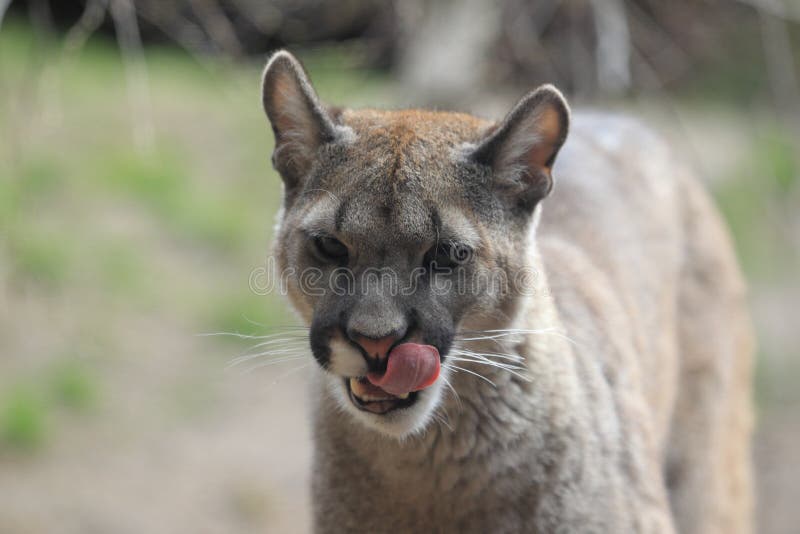 Puma Chileno Y X28; Concolor& X29 Del Puma; Imagen de archivo - Imagen ...