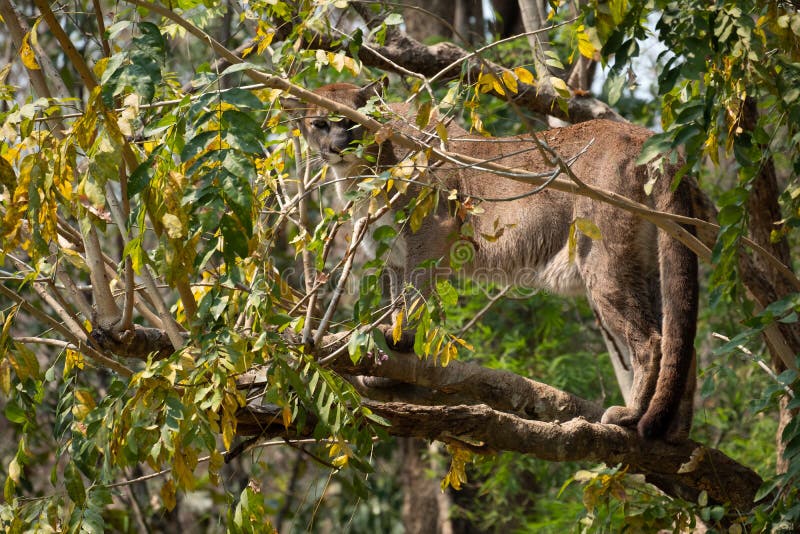 Puma stock photo. Image of america, jump, beast, green - 176984144