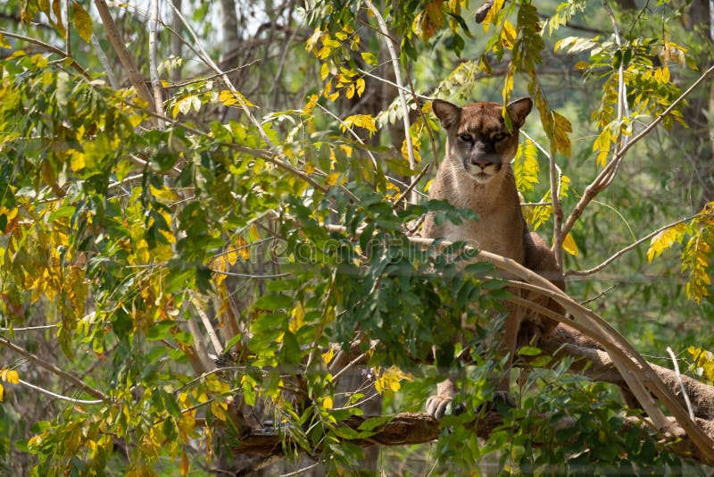 Puma stock image. Image of puma, carnivore, mammal, arizona - 176984173