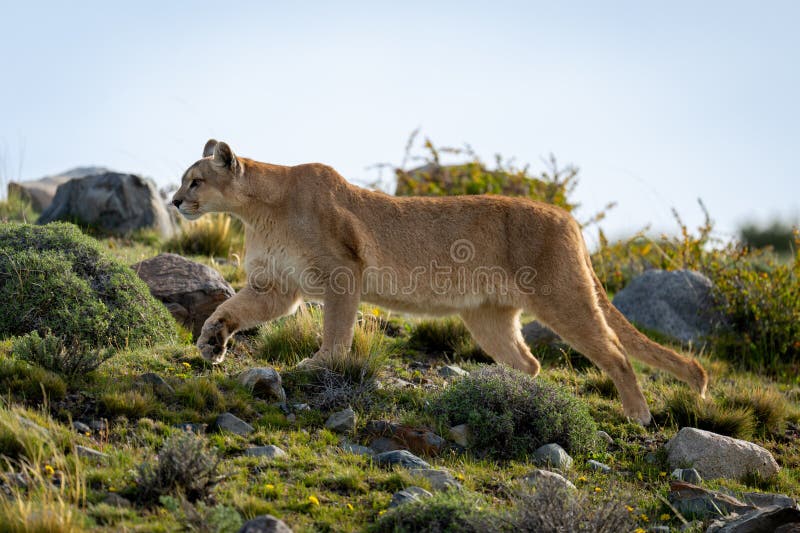 Puma Climbs Slope Amongst Rocks Lifting Foot Stock Photo - Image of ...