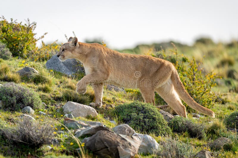 Puma Climbs Slope among Rocks Lifting Paw Stock Image - Image of ...