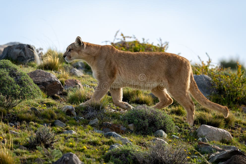 Puma Climbs Slope between Rocks in Sunshine Stock Photo - Image of ...