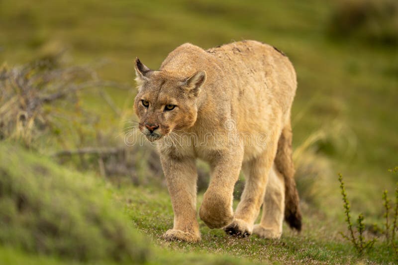 Puma Climbs Up Grassy Slope Lifting Paw Stock Photo - Image of animals ...