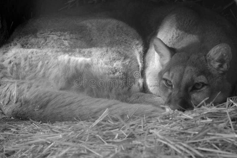 Puma Side Profile Stock Photos - Free & Royalty-Free Stock Photos from ...