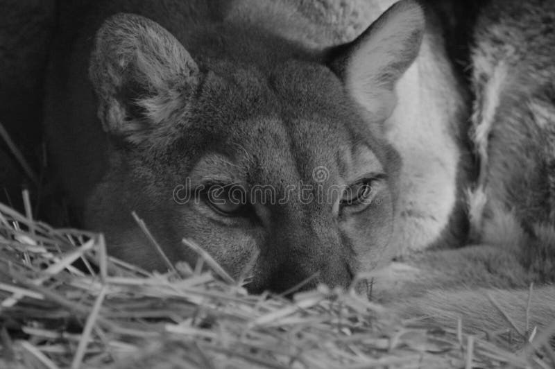 Puma Side Profile Stock Photos - Free & Royalty-Free Stock Photos from ...