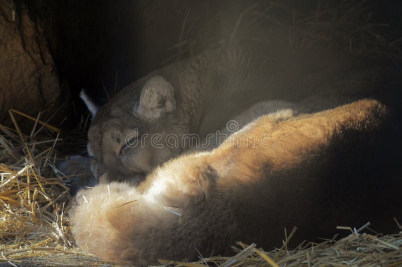 Puma stock photo. Image of park, color, looking, colors - 84860092