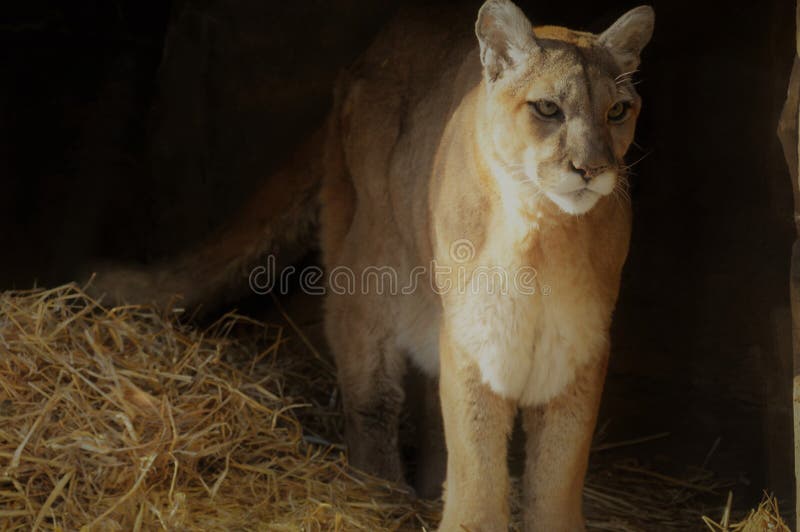 Puma Side Profile Stock Photos - Free & Royalty-Free Stock Photos from ...