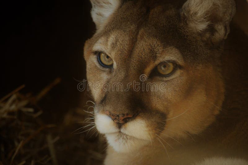 Puma Side Profile Stock Photos - Free & Royalty-Free Stock Photos from ...