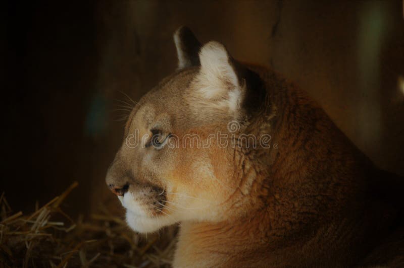 Puma Side Profile Stock Photos - Free & Royalty-Free Stock Photos from ...