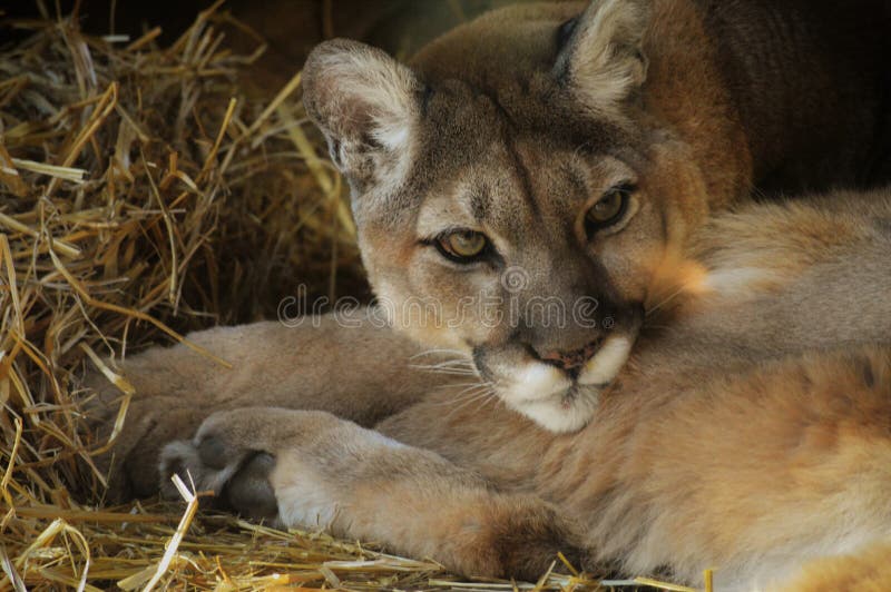 Puma Side Profile Stock Photos - Free & Royalty-Free Stock Photos from ...