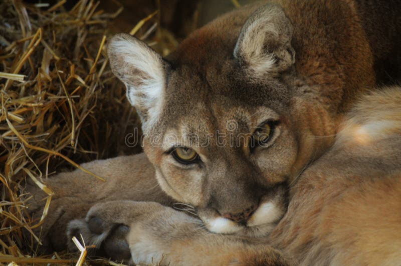 Cougar Head Side Profile Stock Photos - Free & Royalty-Free Stock ...