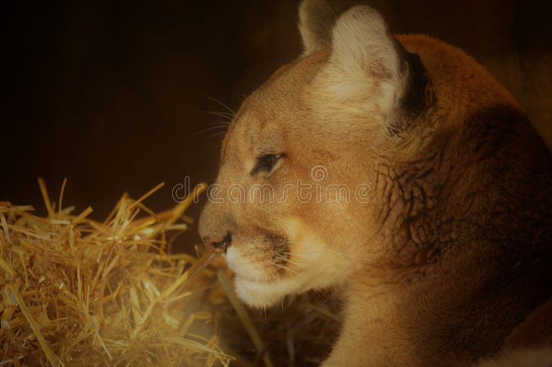 Puma Side Profile Stock Photos - Free & Royalty-Free Stock Photos from ...
